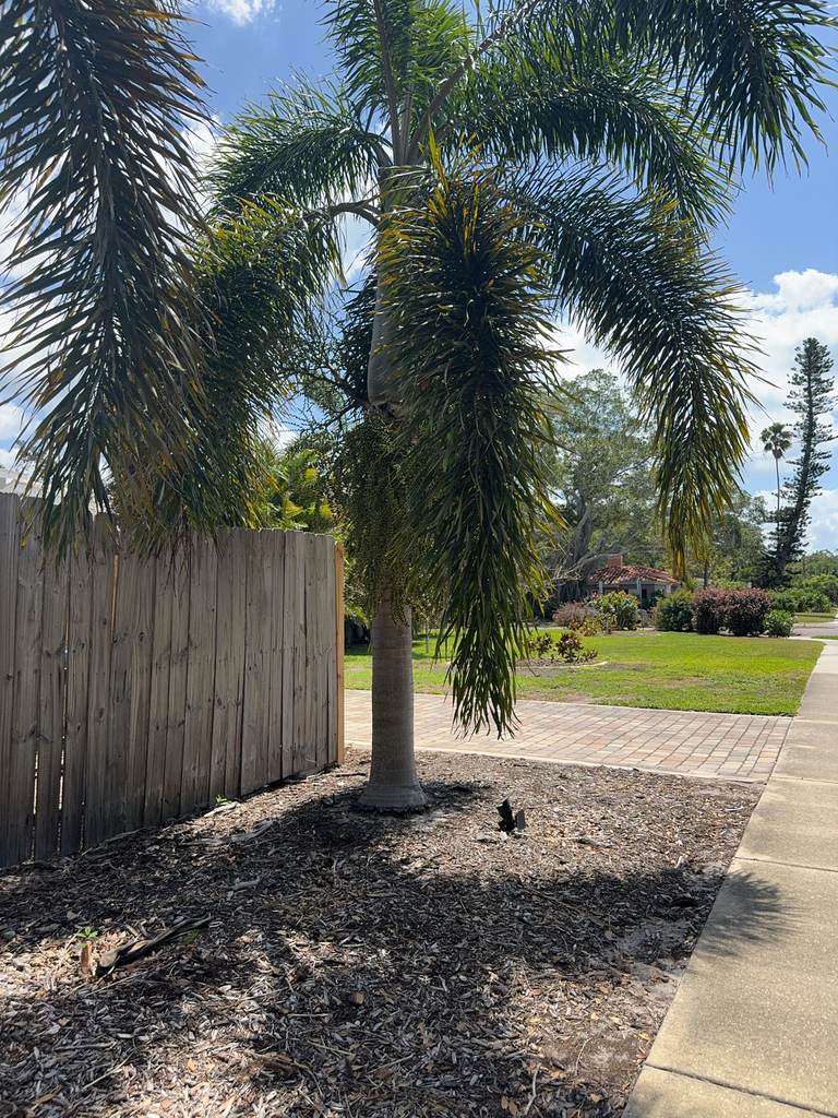 Arecaceae (Palm Family) - Plant Families Explorer