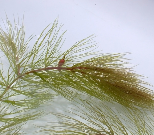 Ceratophyllaceae (Hornwort Family) - Plant Families Explorer