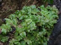 Corsiniaceae - Plant Families Explorer