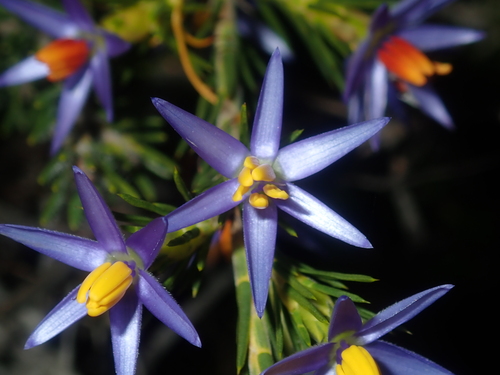 Dasypogonaceae - Plant Families Explorer