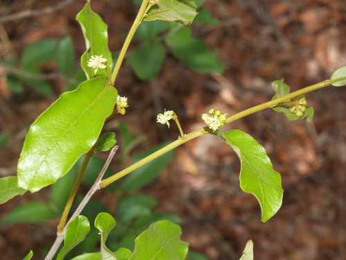 Dichapetalaceae - Plant Families Explorer