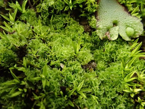 Fossombroniaceae - Plant Families Explorer