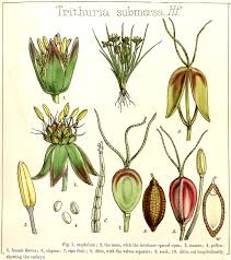 Nymphaeaceae (Water Lily Family) - Plant Families Explorer