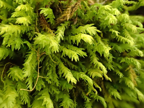 Neckeraceae - Plant Families Explorer