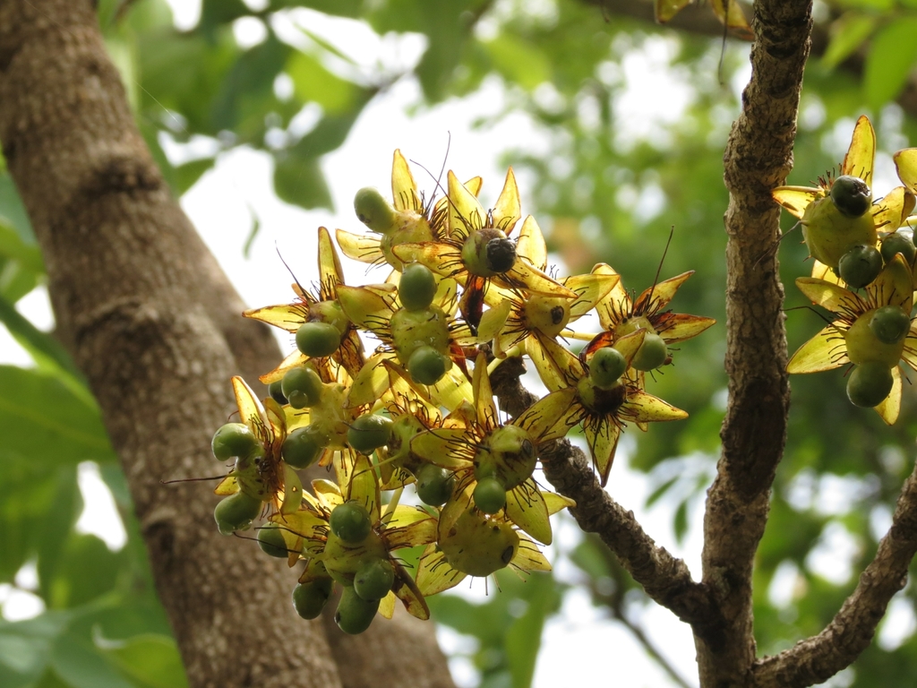 Ochnaceae (Ochna Family) - Plant Families Explorer