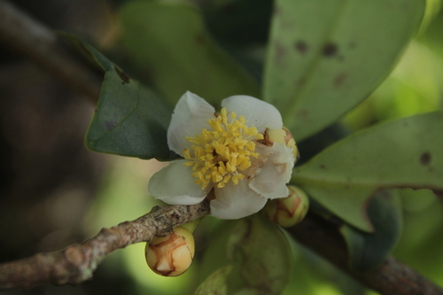 Pentaphylacaceae - Plant Families Explorer