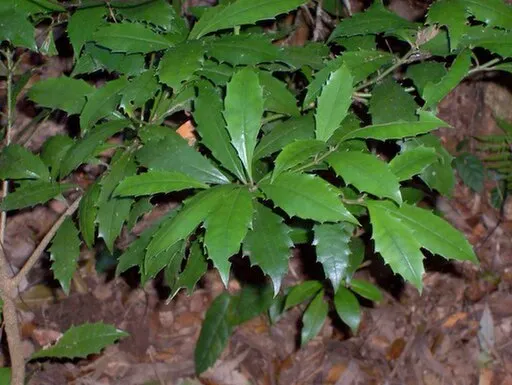 Polyosmaceae (Polyosma Family) - Plant Families Explorer