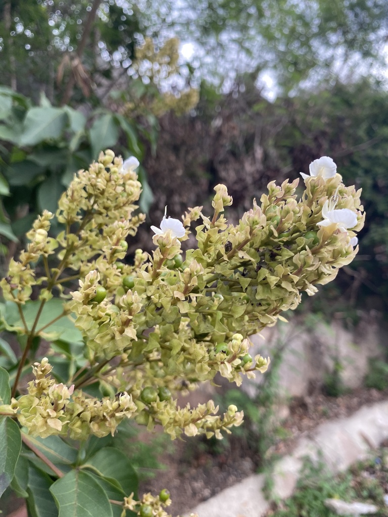 Trigoniaceae - Plant Families Explorer