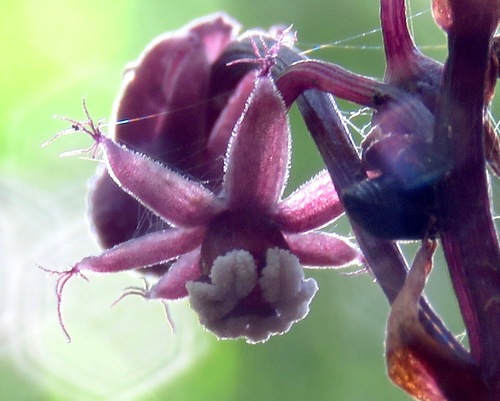 Triuridaceae - Plant Families Explorer