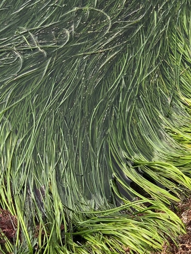 Zosteraceae (Eelgrass Family) - Plant Families Explorer